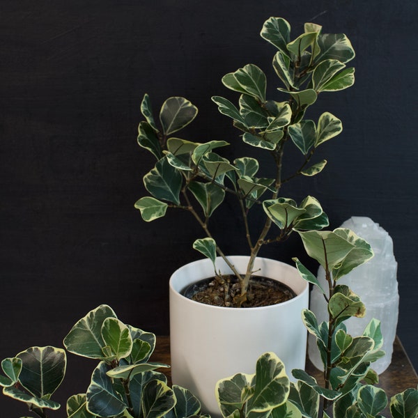 Ficus Triangularis Variegated - Etsy