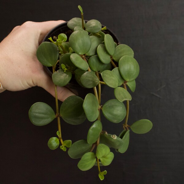 Peperomia Hope Plant - Etsy