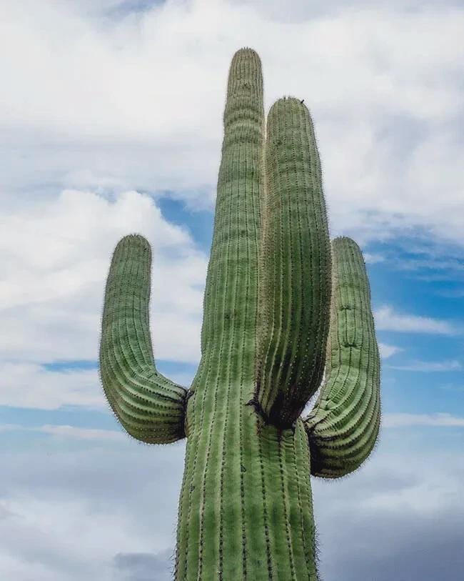 10 Saguaro Giant Cactus Seeds – Carnegiea Gigantea Tree-like Hardy ...