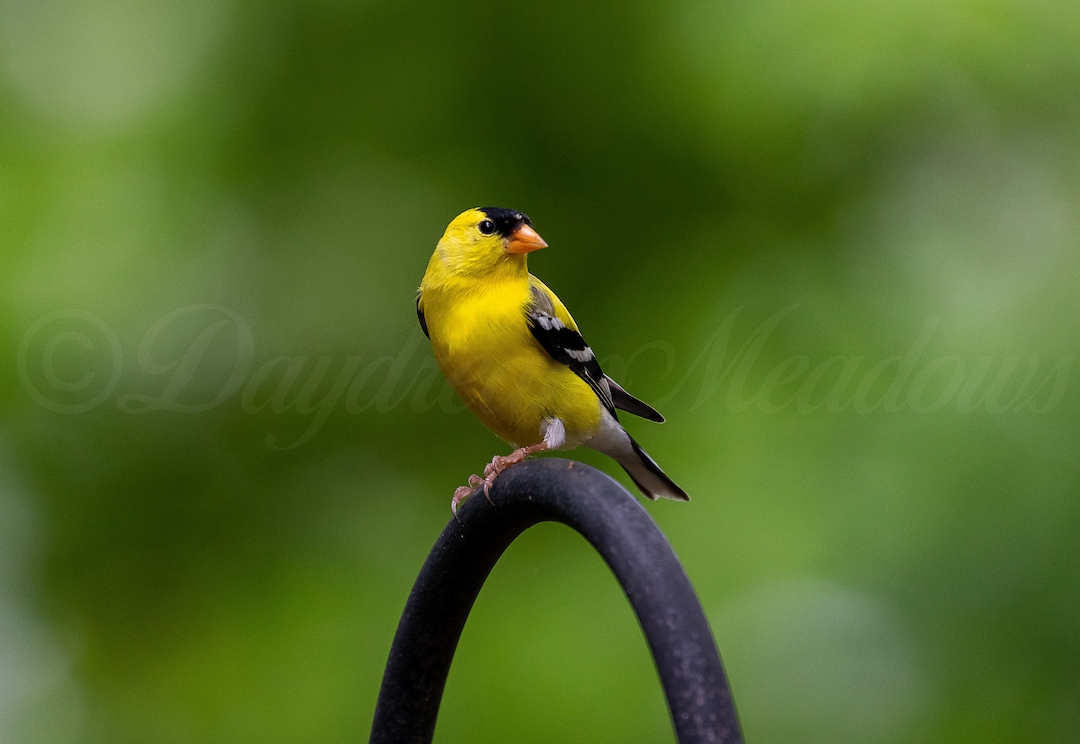 Golden Finch Photo Print, Backyard Bird Watching, Nature Wall Art - Etsy