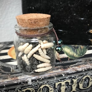 Coffin Maggots Apothecary Jar / Realistic Maggots for Halloween ...