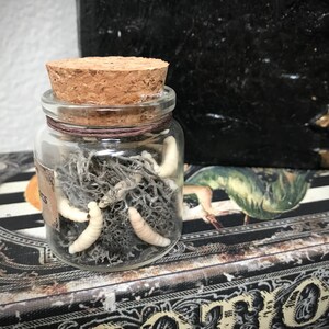 Coffin Maggots Apothecary Jar / Realistic Maggots for Halloween ...