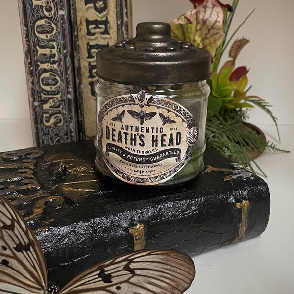 Deaths Head Moths - Etsy