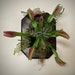 Carnivorous Plant Wall Art / Dark Forest / Halloween Decor/ Venus Fly ...