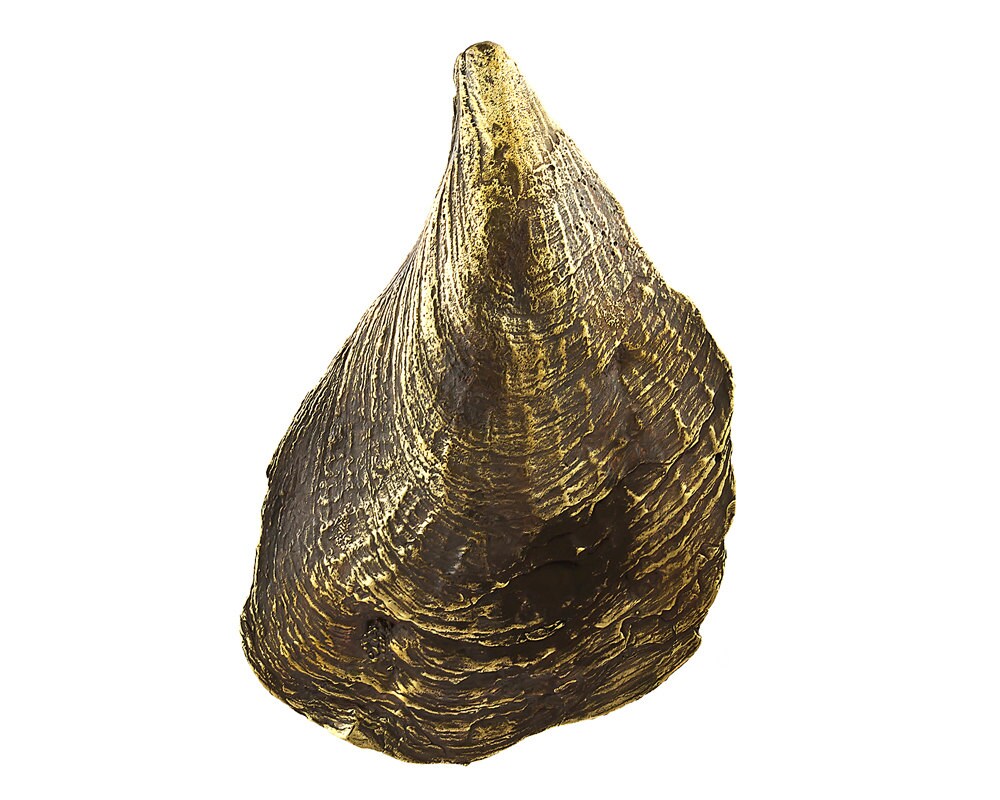 Oyster Shell Earrings Ear Weights Stretched Lobes Big | Etsy