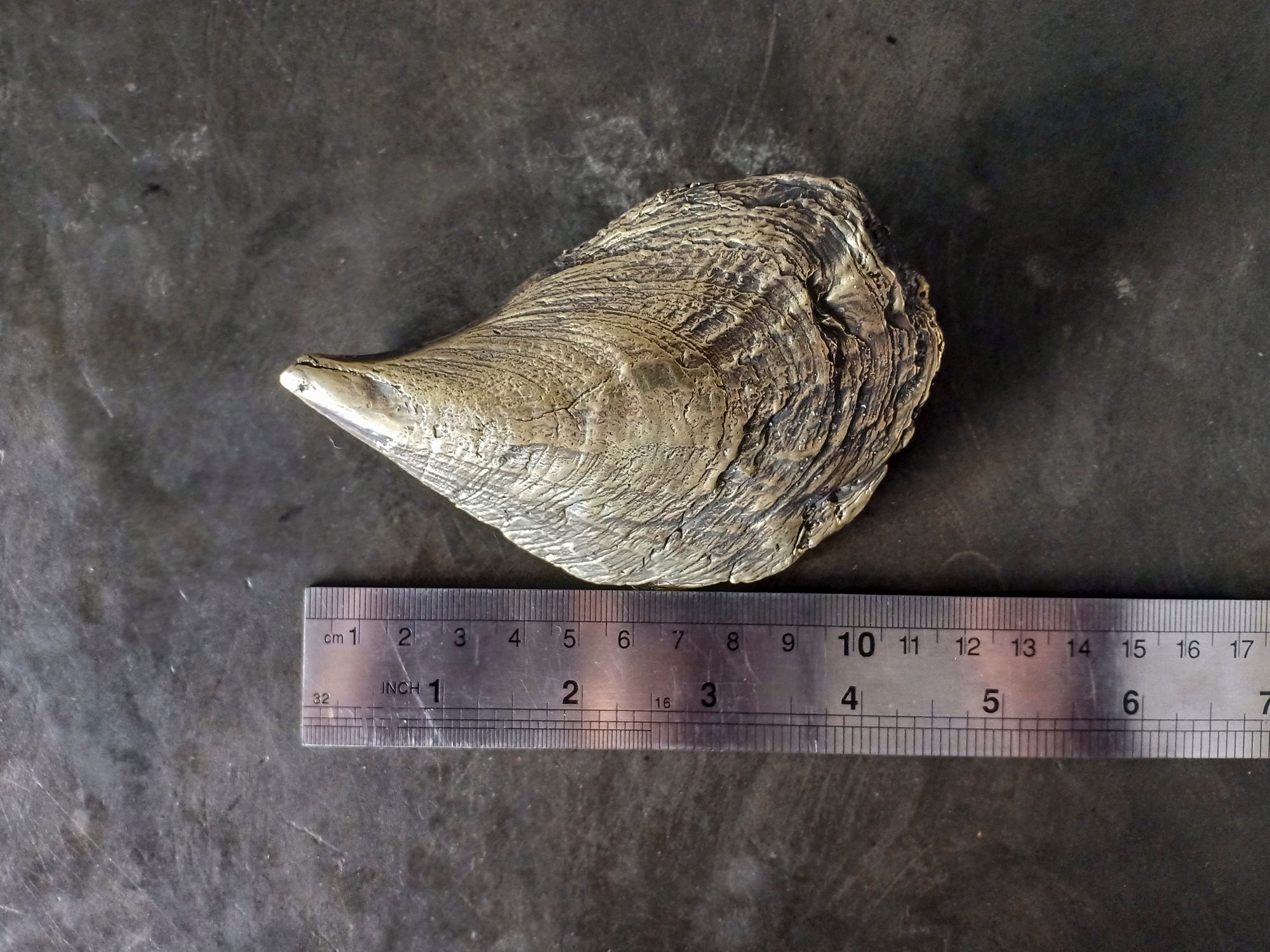 Oyster Shell Earrings Ear Weights Stretched Lobes Big | Etsy