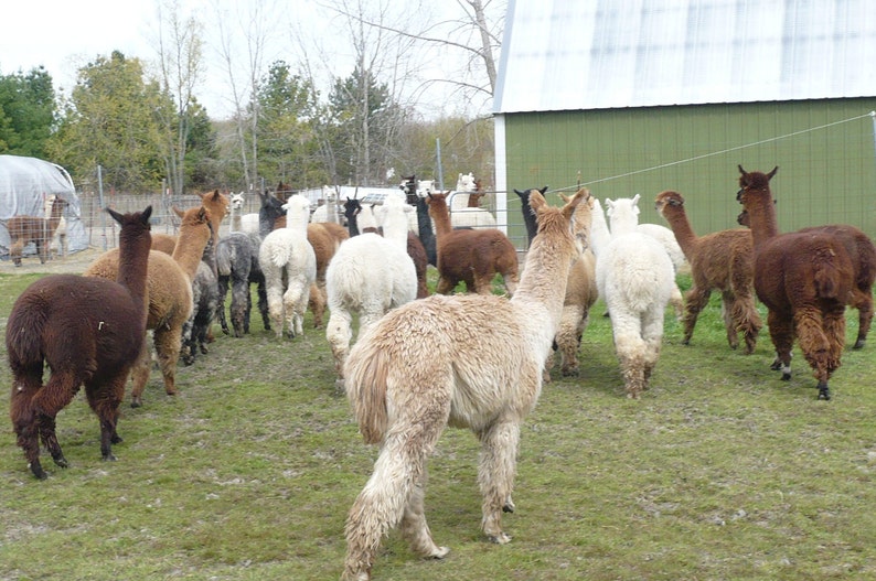 Raw Alpaca Fiber Huacaya Fleece for Spinning Roving | Etsy