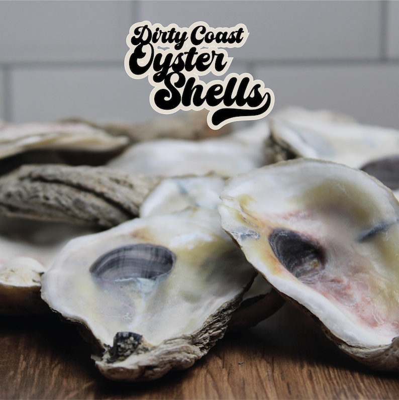 Gulf Coast Oyster Shells for Crafts: Sun-bleached Cups or Flats (2-3 ...