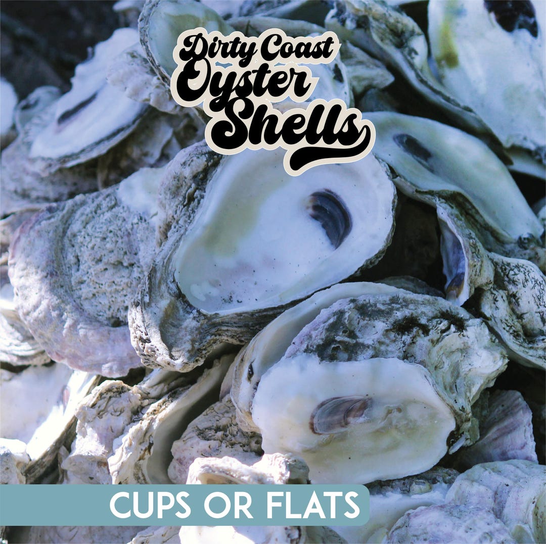Gulf Coast Oyster Shells for Crafts: Sun-bleached Cups or Flats (2-3 ...