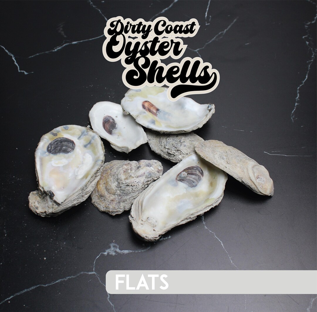 20 Gulf Coast Oyster Shell Flats: Sun-bleached Craft Shells (3-4") - Etsy