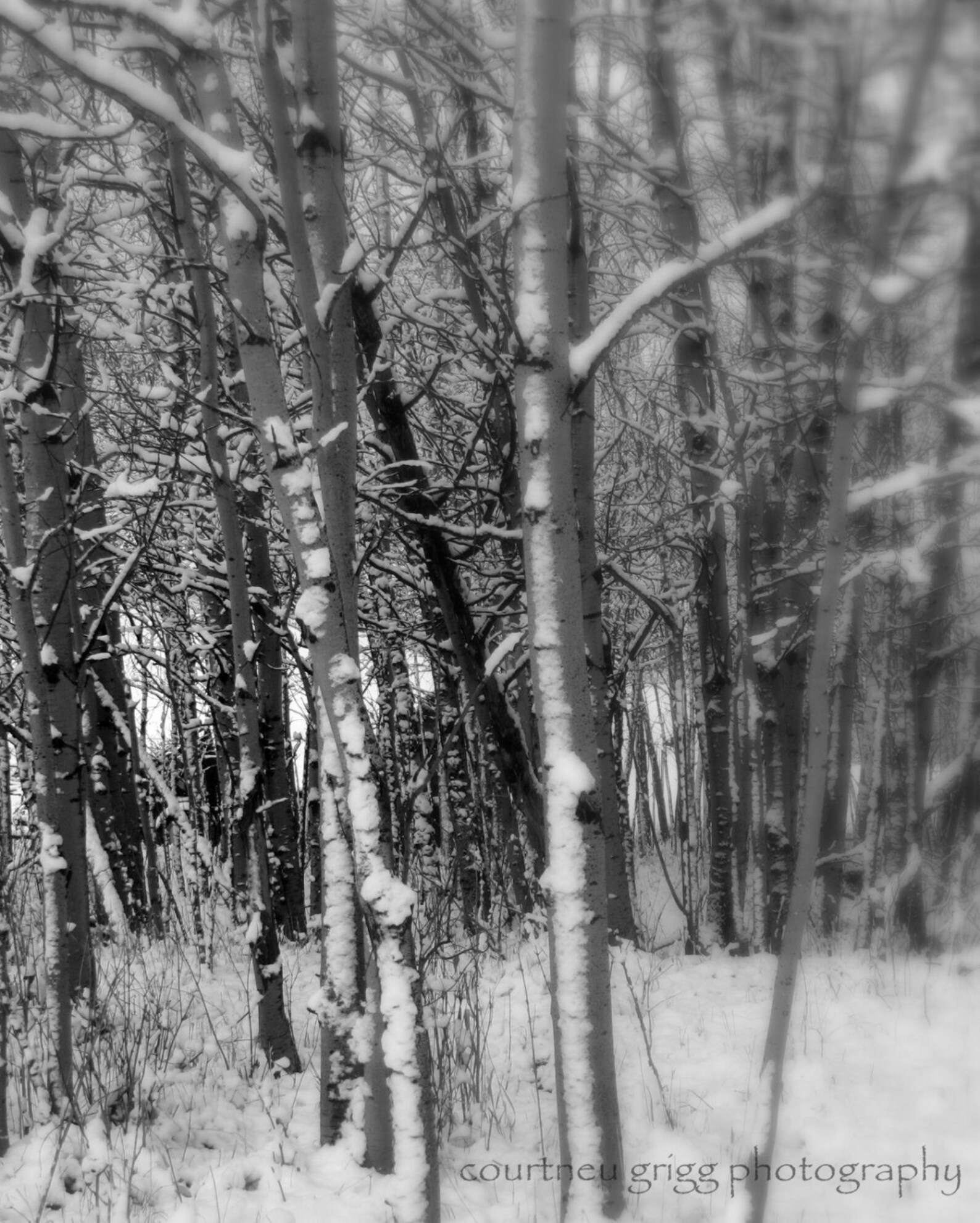 Snowy Aspen Grove (8x10 Photograph) -winter, Trees, Bark, Black and ...