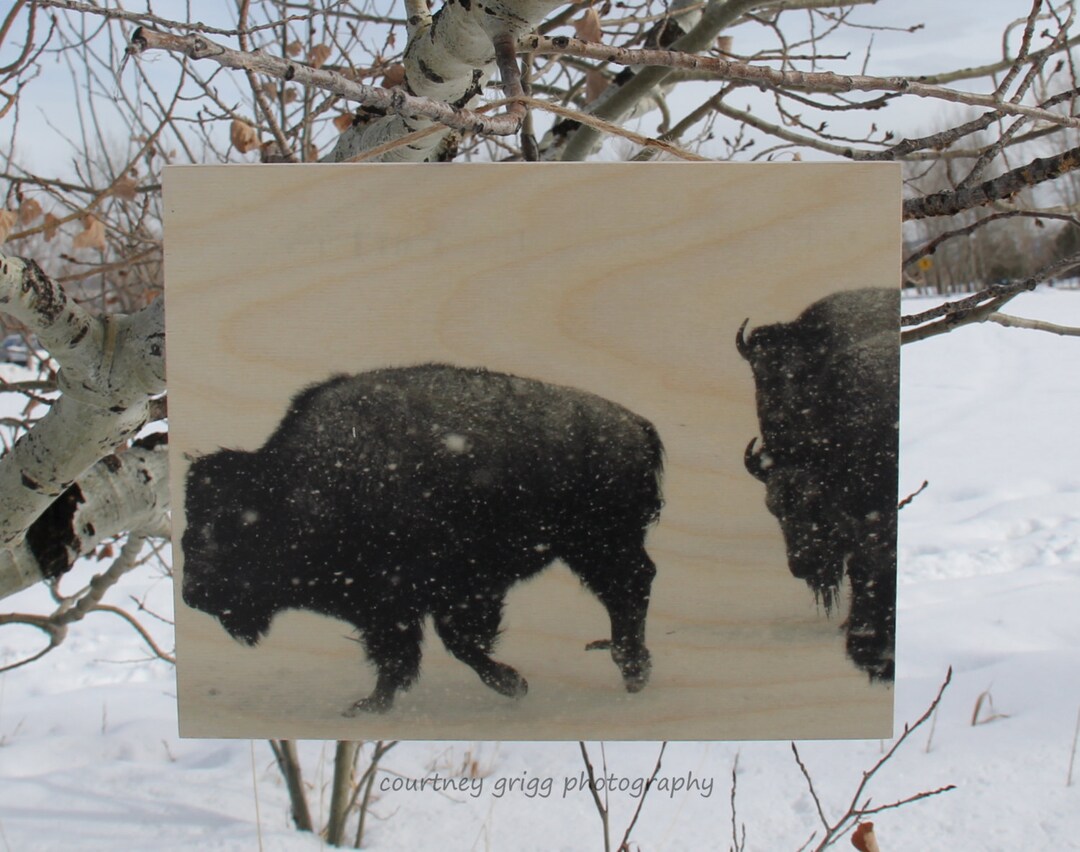 Bison Friends (11"x14" Wood Block Photograph) -blizzard, Buffalo, Snow ...