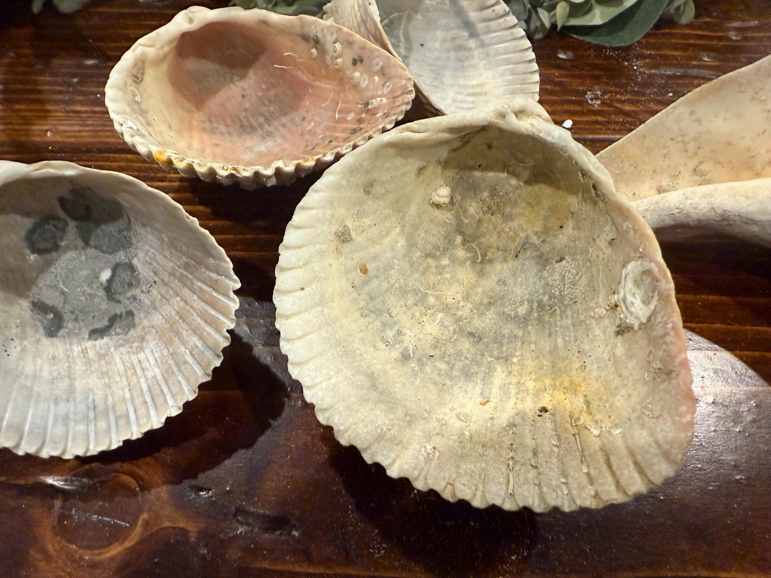 Barnacled Old East Coast Seashells - Etsy