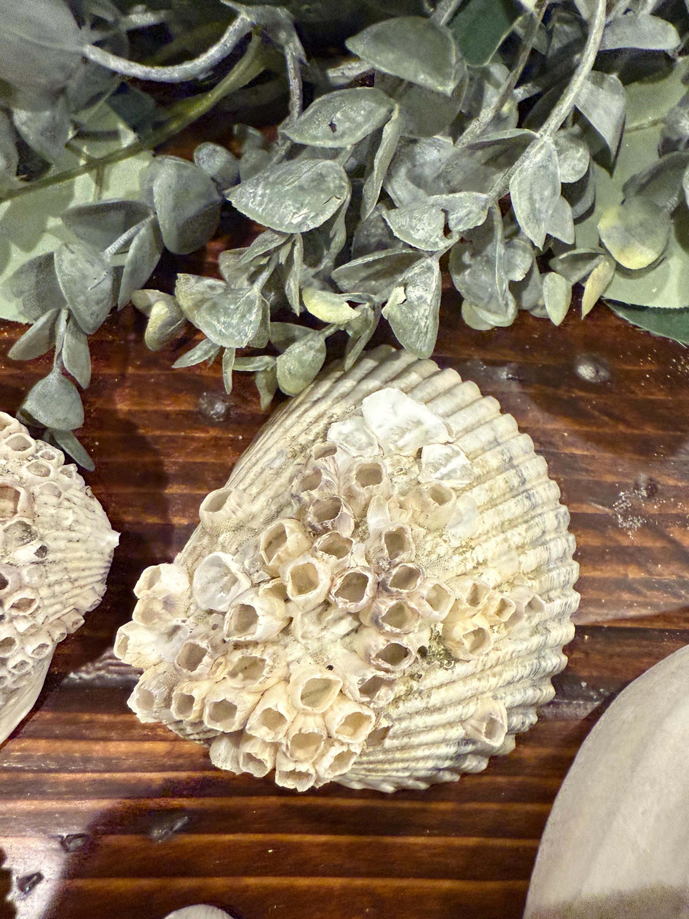 Barnacled Old East Coast Seashells - Etsy