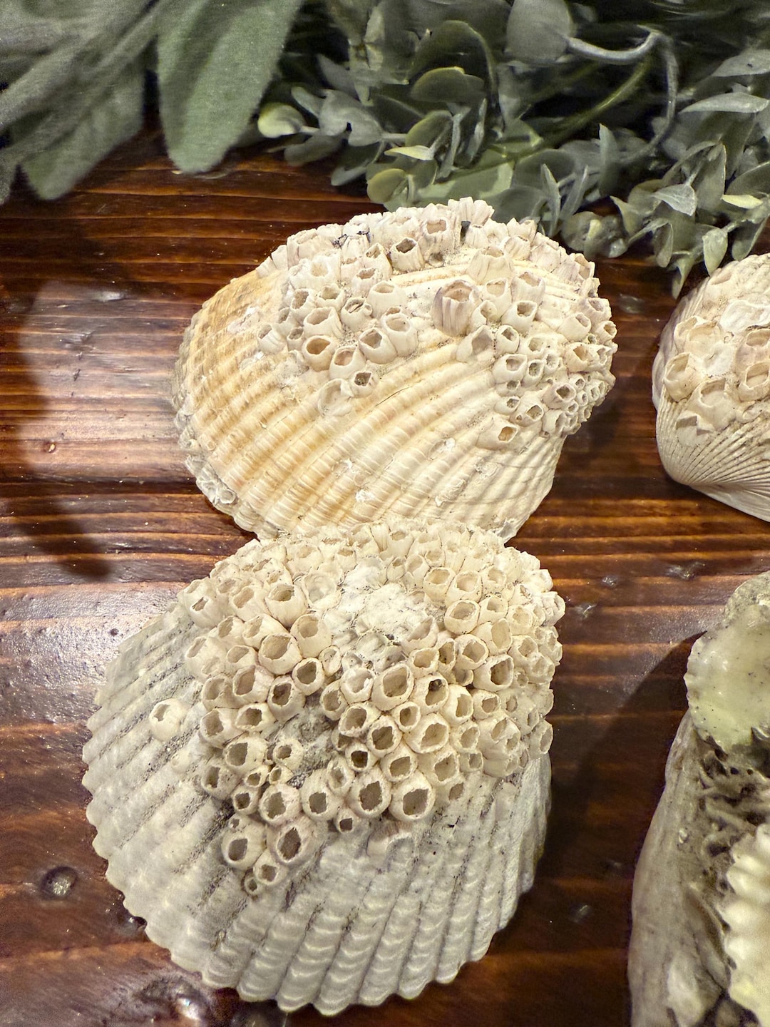 Barnacled Old East Coast Seashells - Etsy