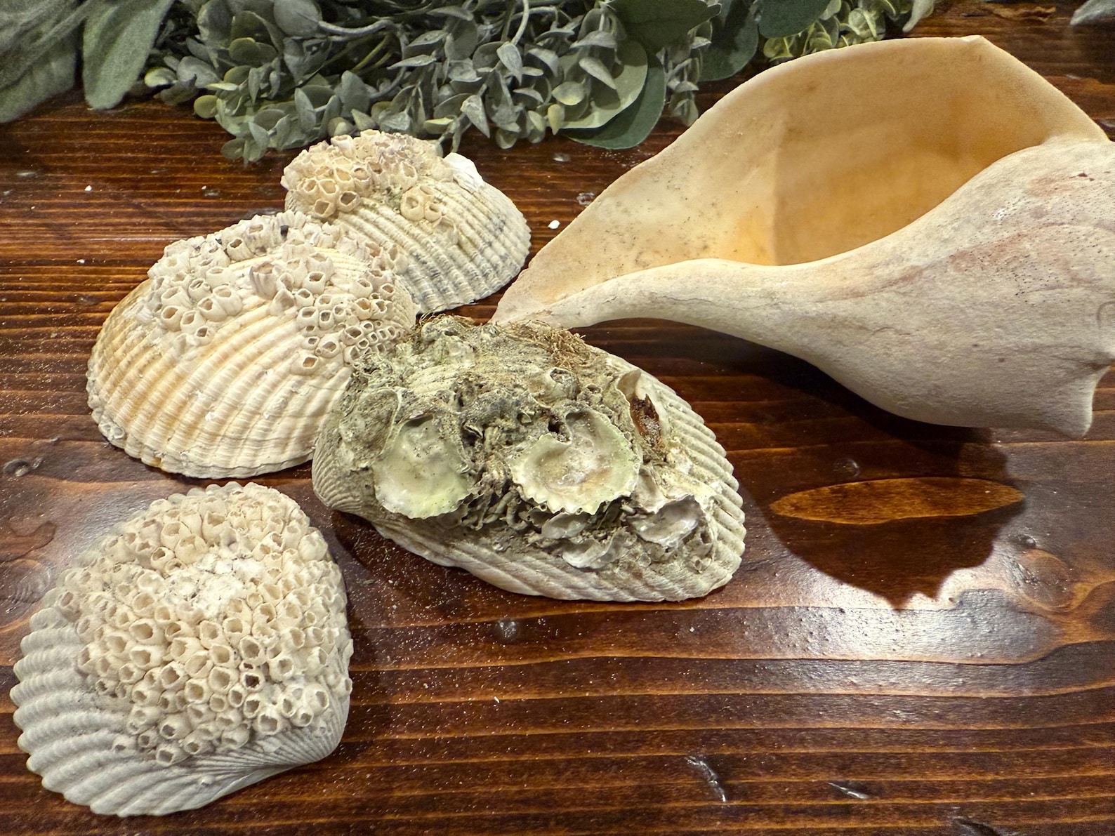 Barnacled Old East Coast Seashells - Etsy