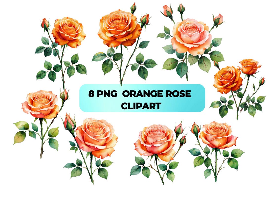 Watercolor Orange Rose Clipart | 8 Floral PNG Images | Printable Flower ...