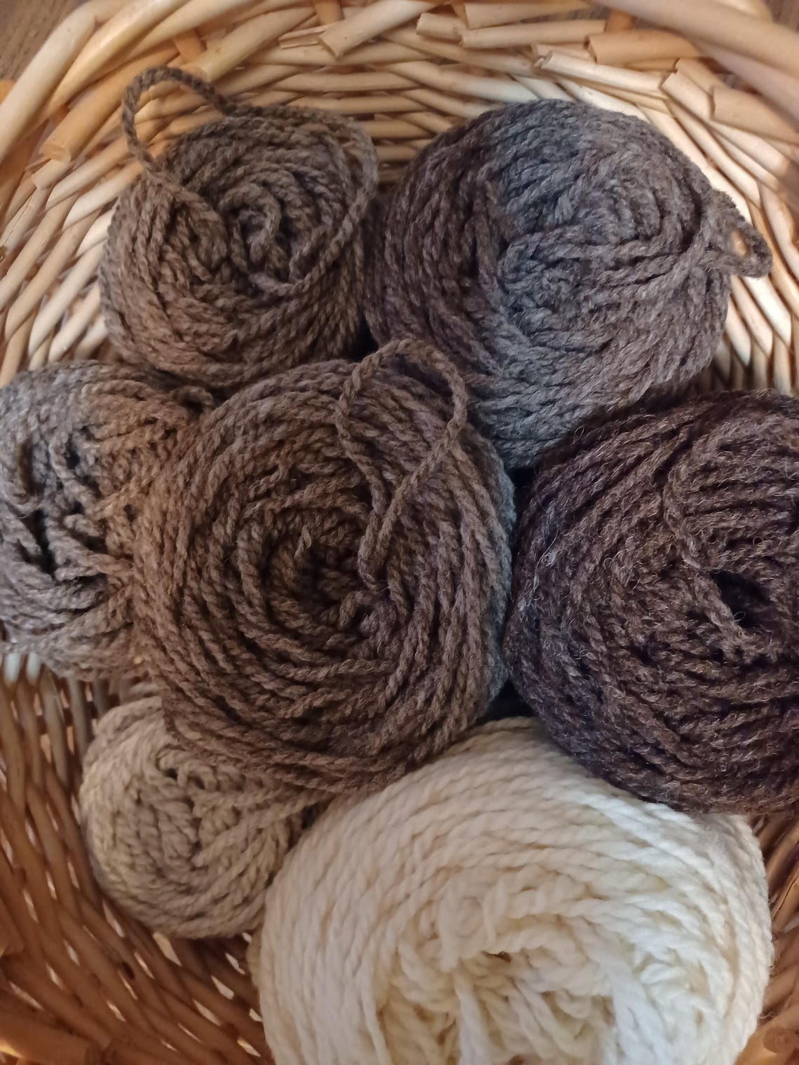 Scarf in a Rainbow of Natural, Undyed Sheep Colors - 100% Wool - Etsy
