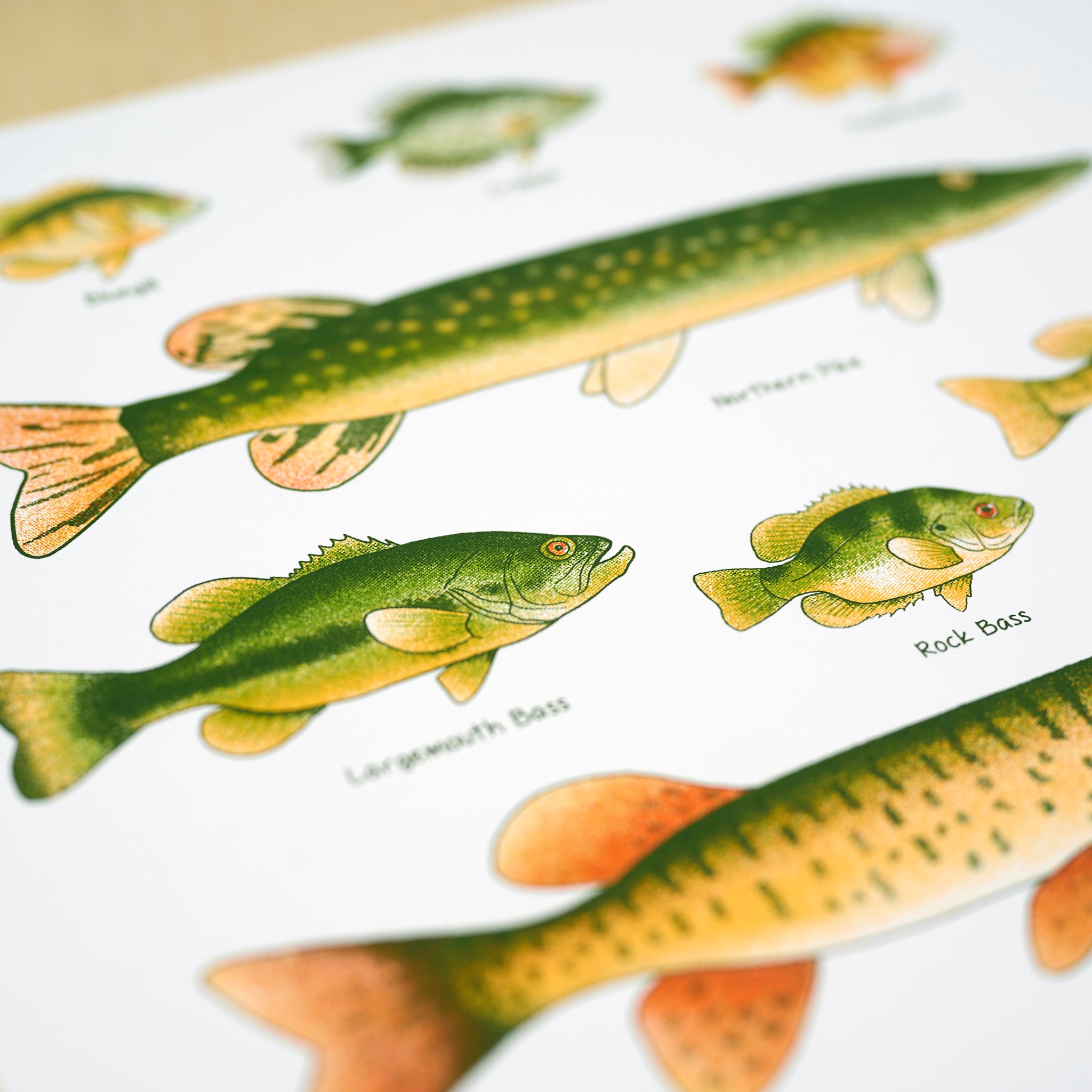 11 X 14 Fish Guide Screen Print Poster - Etsy