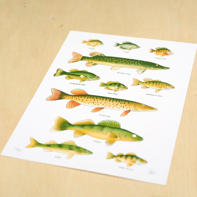 11 X 14" Fish Guide Screen Print Poster - Etsy