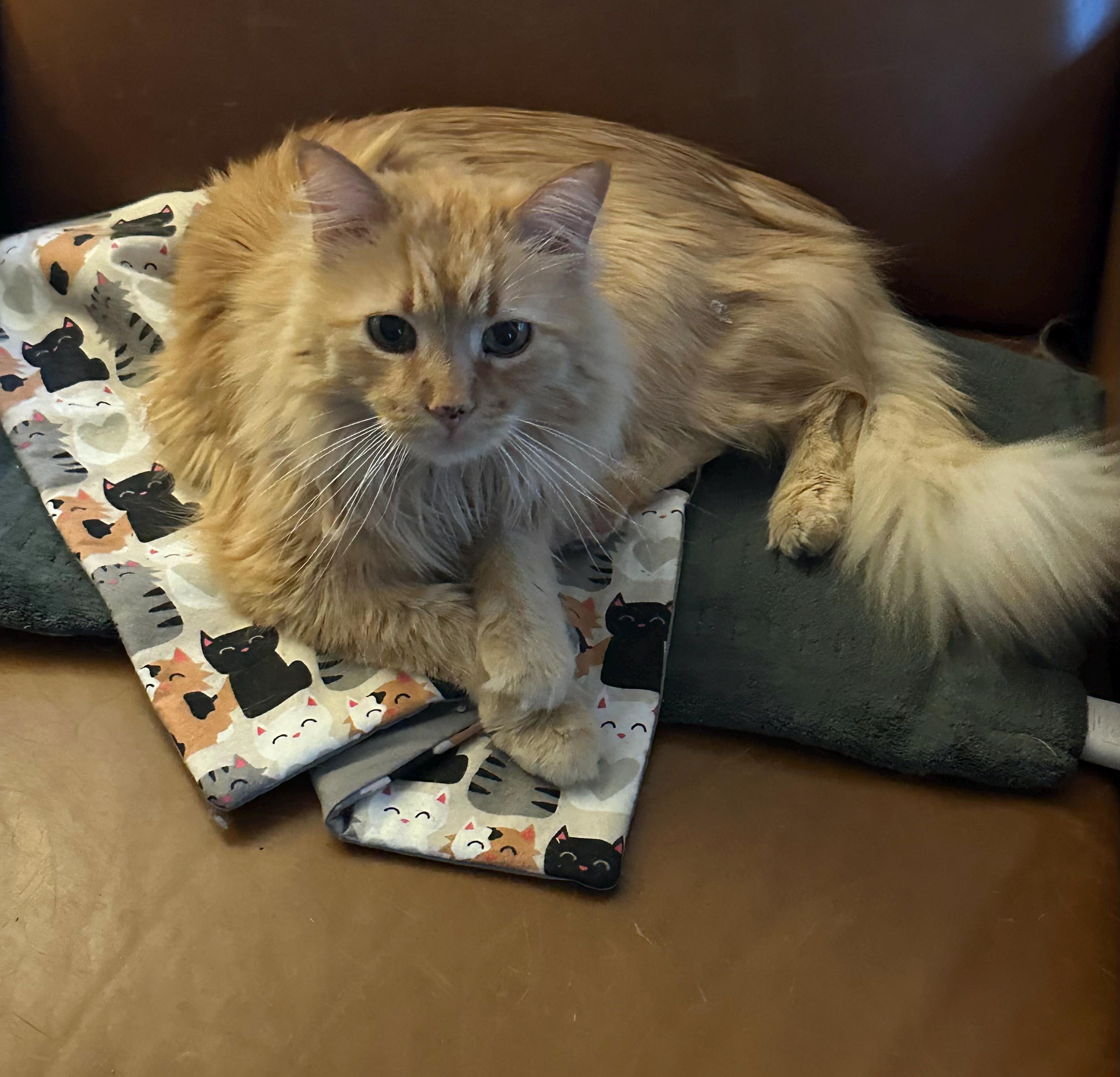 Cat Mat-catnip Refillable Mat-handmade-crate Mat - Etsy