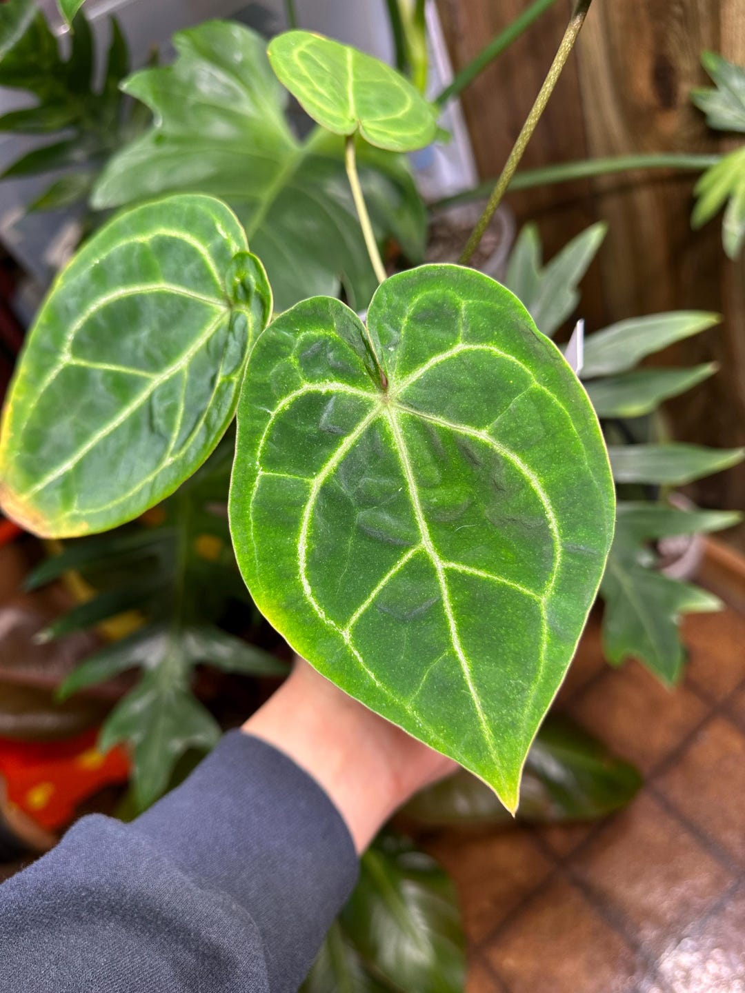 Anthurium Jungle Giant X AOS X MAG - Etsy Canada