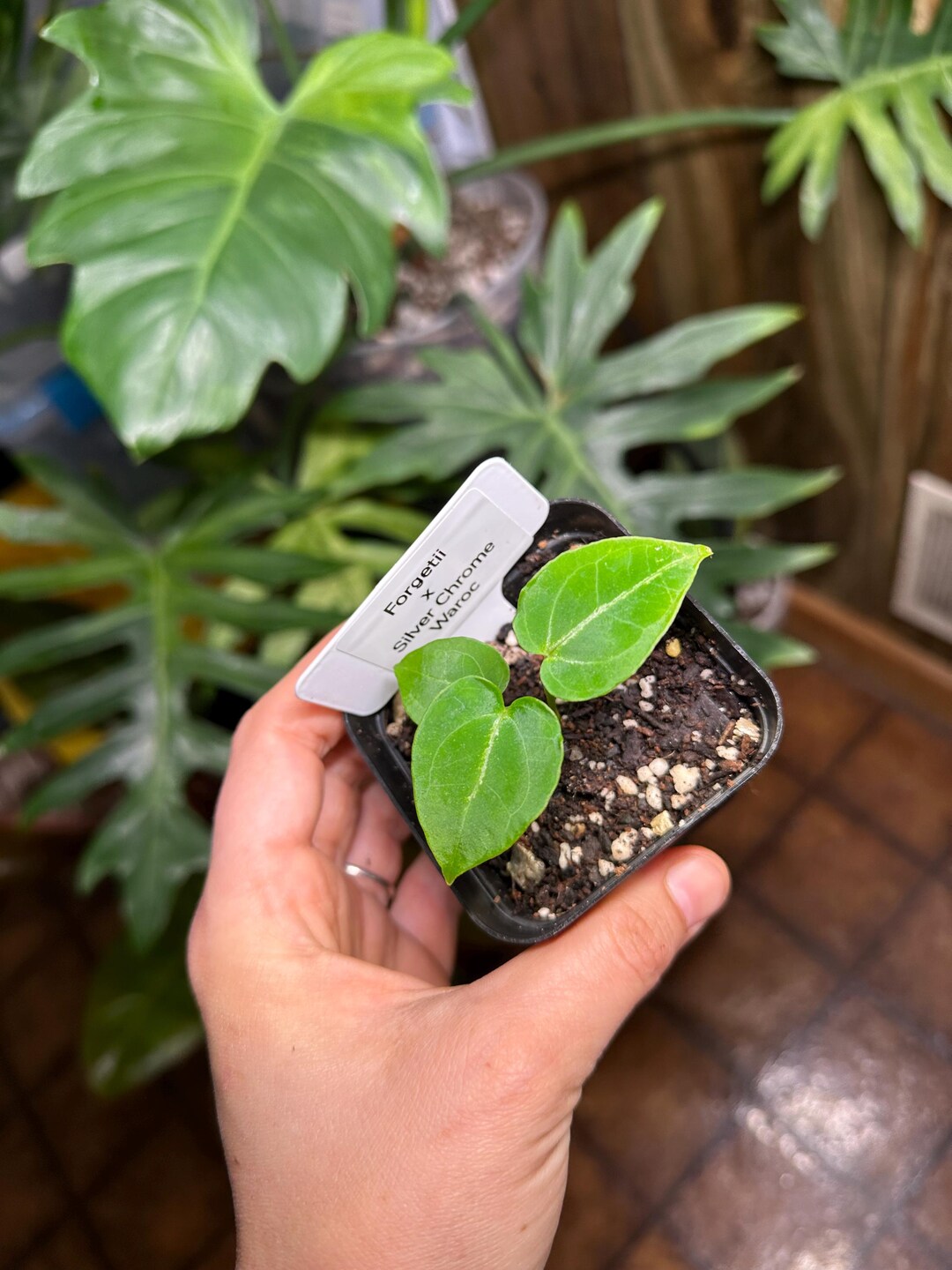 Anthurium Forgetti X Silver Chome Waroc - Etsy