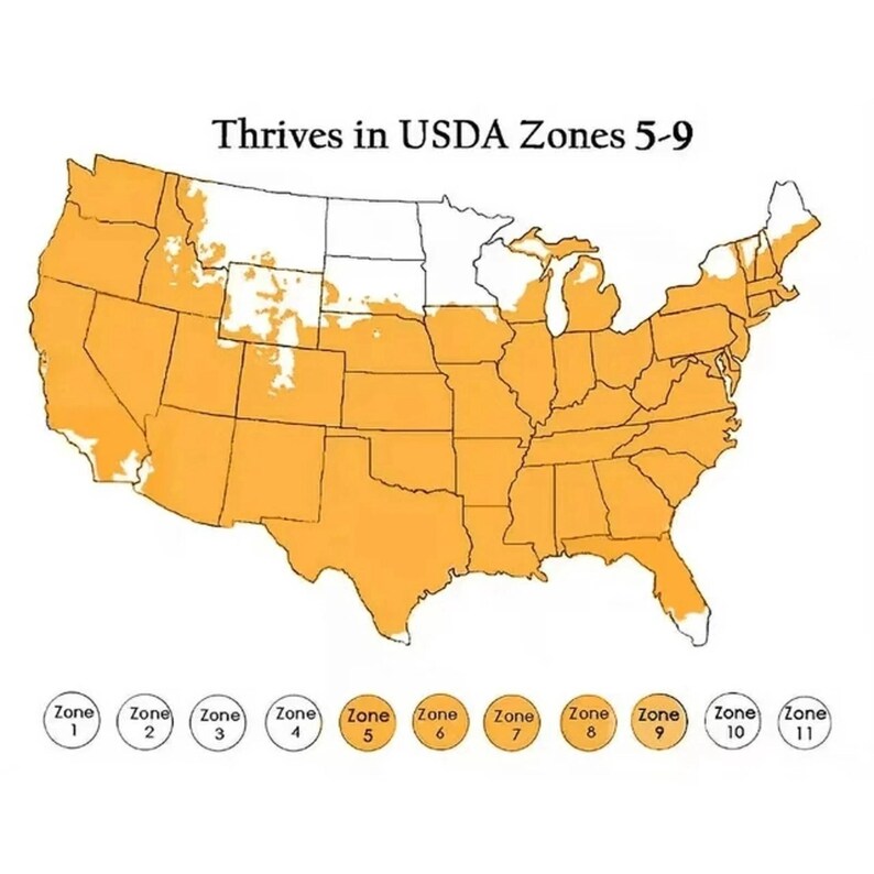 Black Purple Coleus Seeds: Rare Ornamental Shade Plant - Etsy