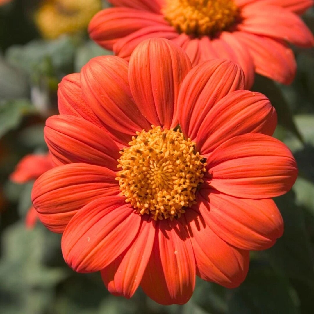Mexican Sunflower Seeds – Tithonia Rotundifolia – Orange Daisy Blooms ...
