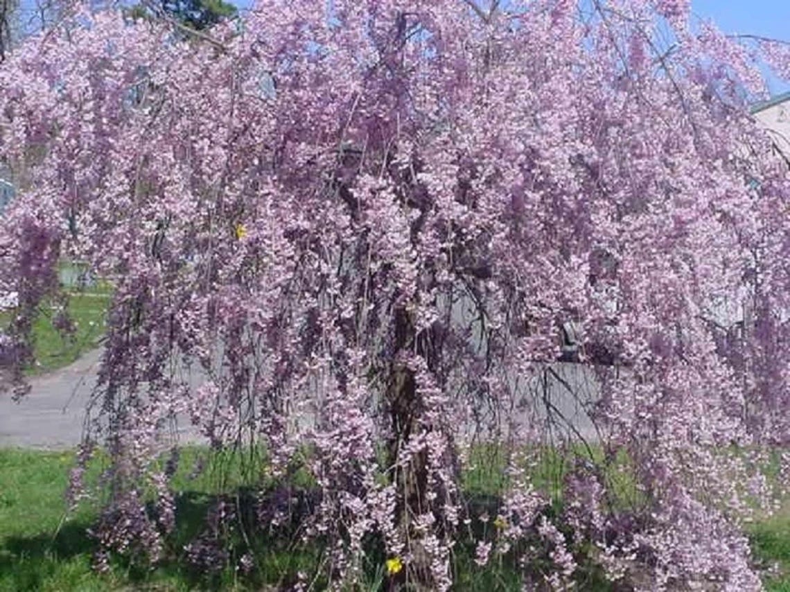 Purple Weeping Willow Tree Seeds: Ornamental Shade Plant - Etsy
