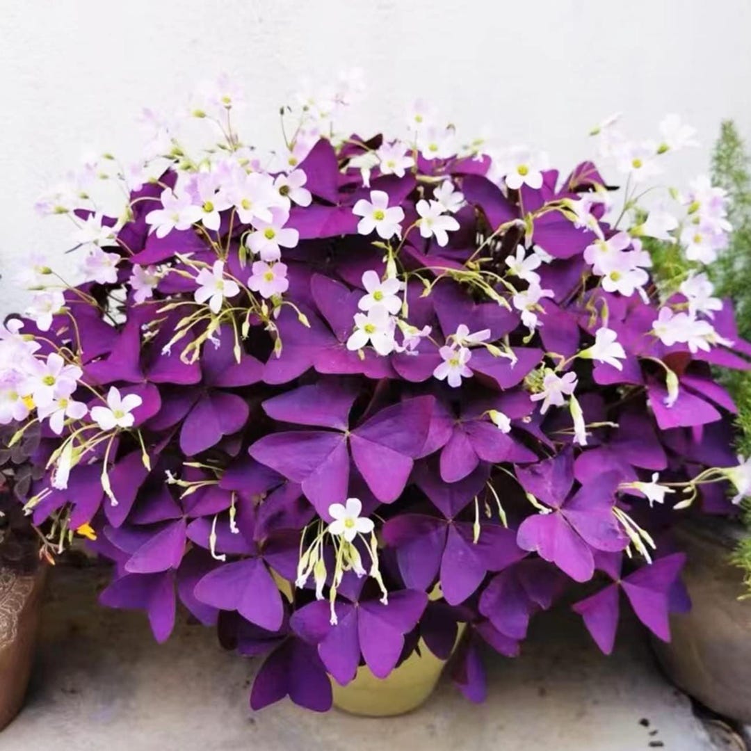 Purple Shamrock Bulbs: Oxalis Triangularis - Lucky Clover Plant - Etsy