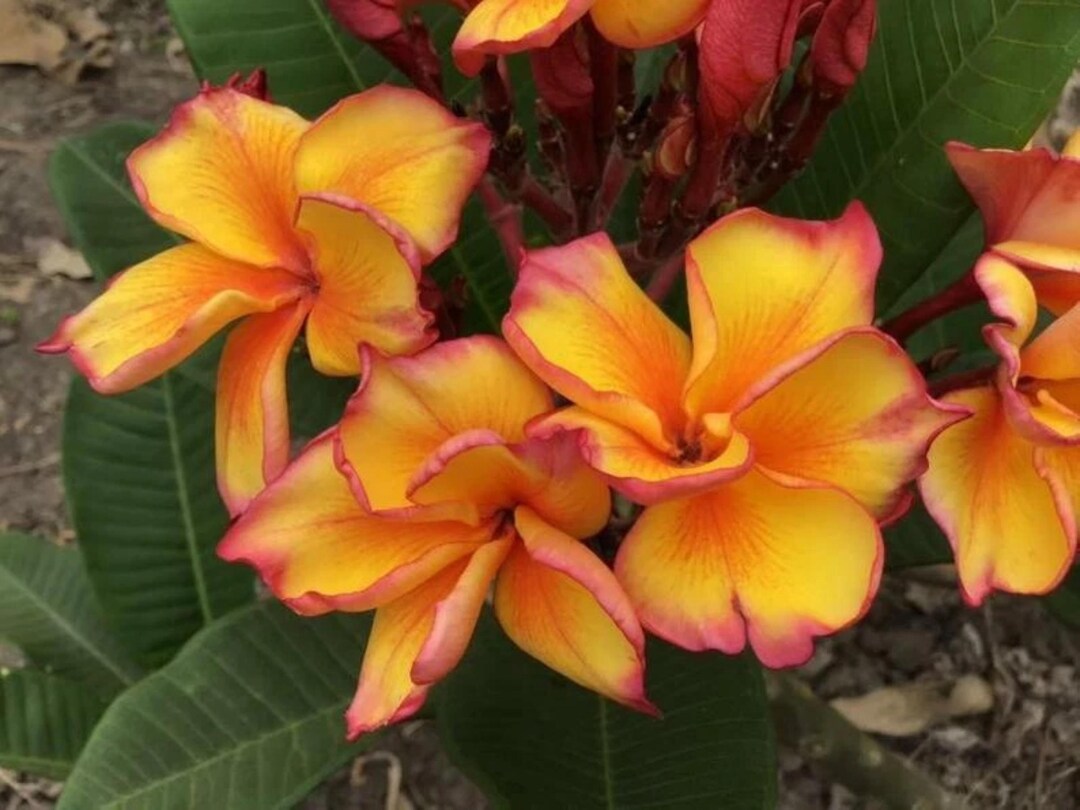 5 Bright Yellow Plumeria Seeds – Hawaiian Lei Flower – Exotic Perennial ...