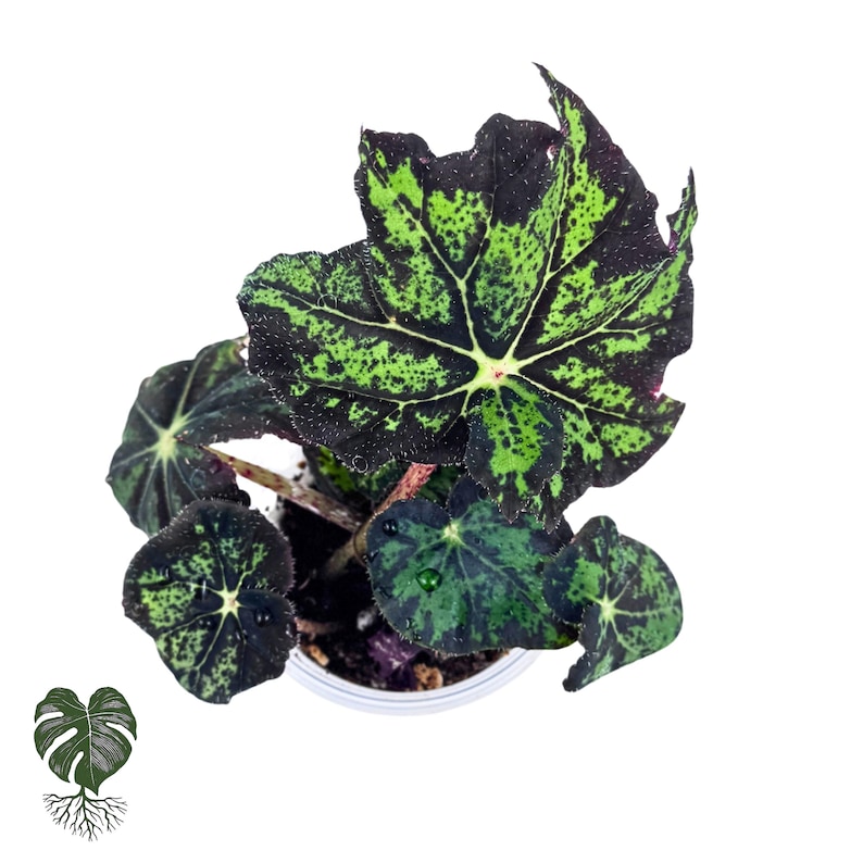 Rex Begonia U578 ‘blue Iridescent’ | 3" Growers Pot | Rare Collector ...