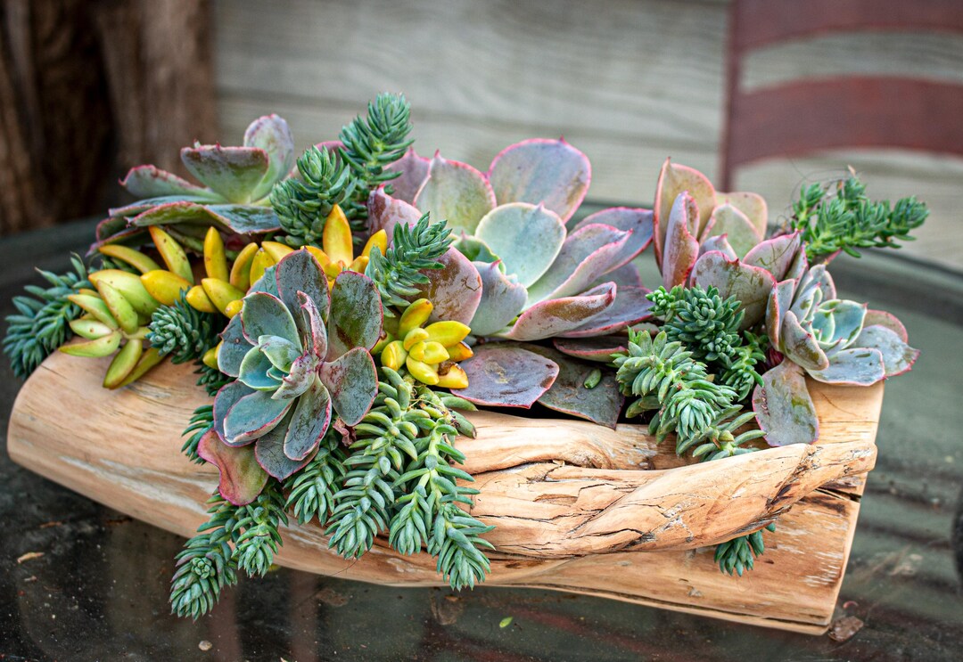 Natural Wood Planter for Succulents, Manzanita Wood 13