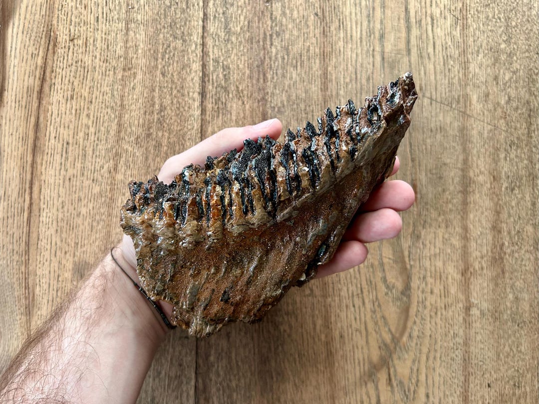 Woolly Mammoth Fossil Tooth – Authentic Ice Age Specimen Found in North ...