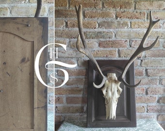 Real Mounted Deer Head - Etsy