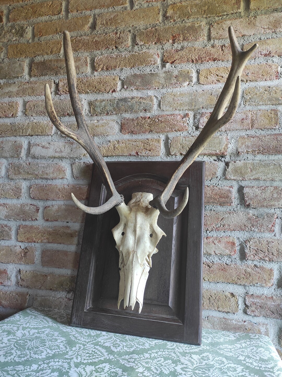 Real Stag Head & Antlers Mounted Stag Head Large Deer Skull on Solid ...