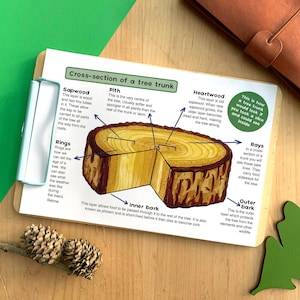 Tree Trunk Slice Diagram - Educational Tree Printable - Etsy