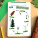 Pine Tree Life Cycle - Educational Tree Printable - Etsy
