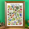 Robin Anatomy Diagram - Educational Birds Species Printable - Etsy UK