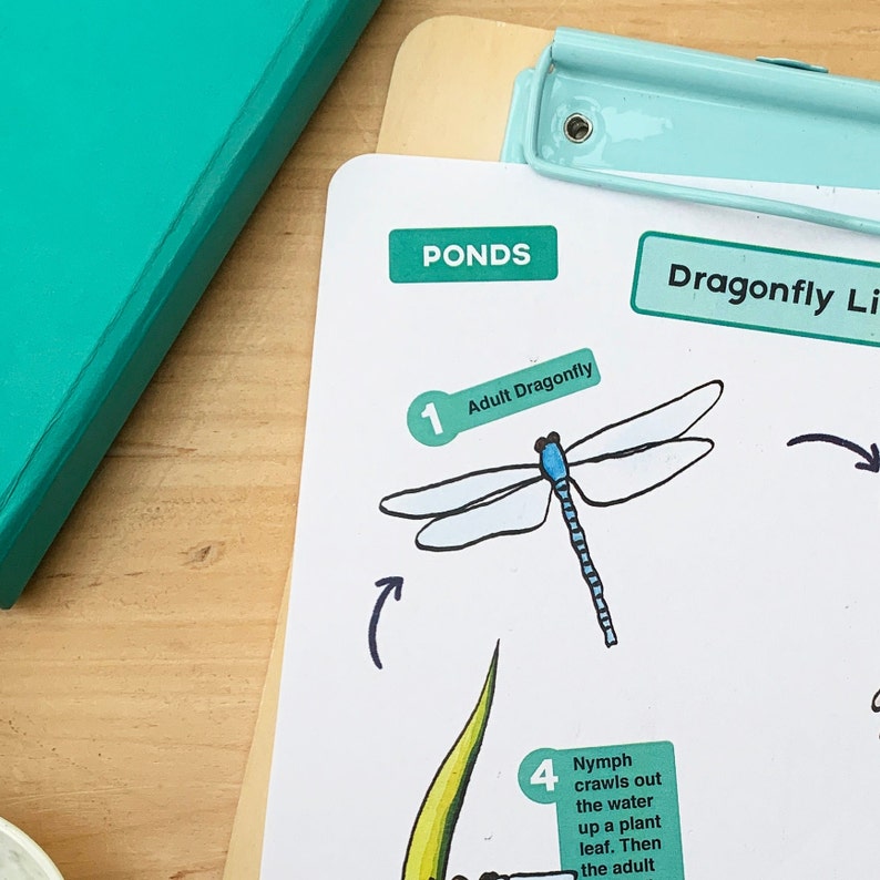 Dragonfly Life Cycle Poster Educational Pond Printable | Etsy