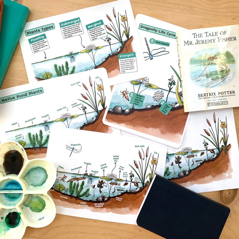 Pond Ecosystem and Food Chains Nature Study Pack - Home Education Food ...