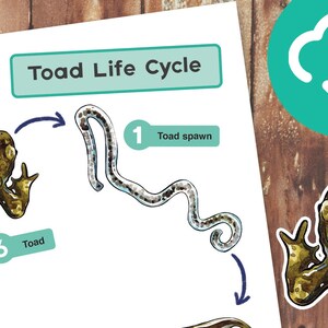 Toad Life Cycle Poster Educational Pond Printable | Etsy