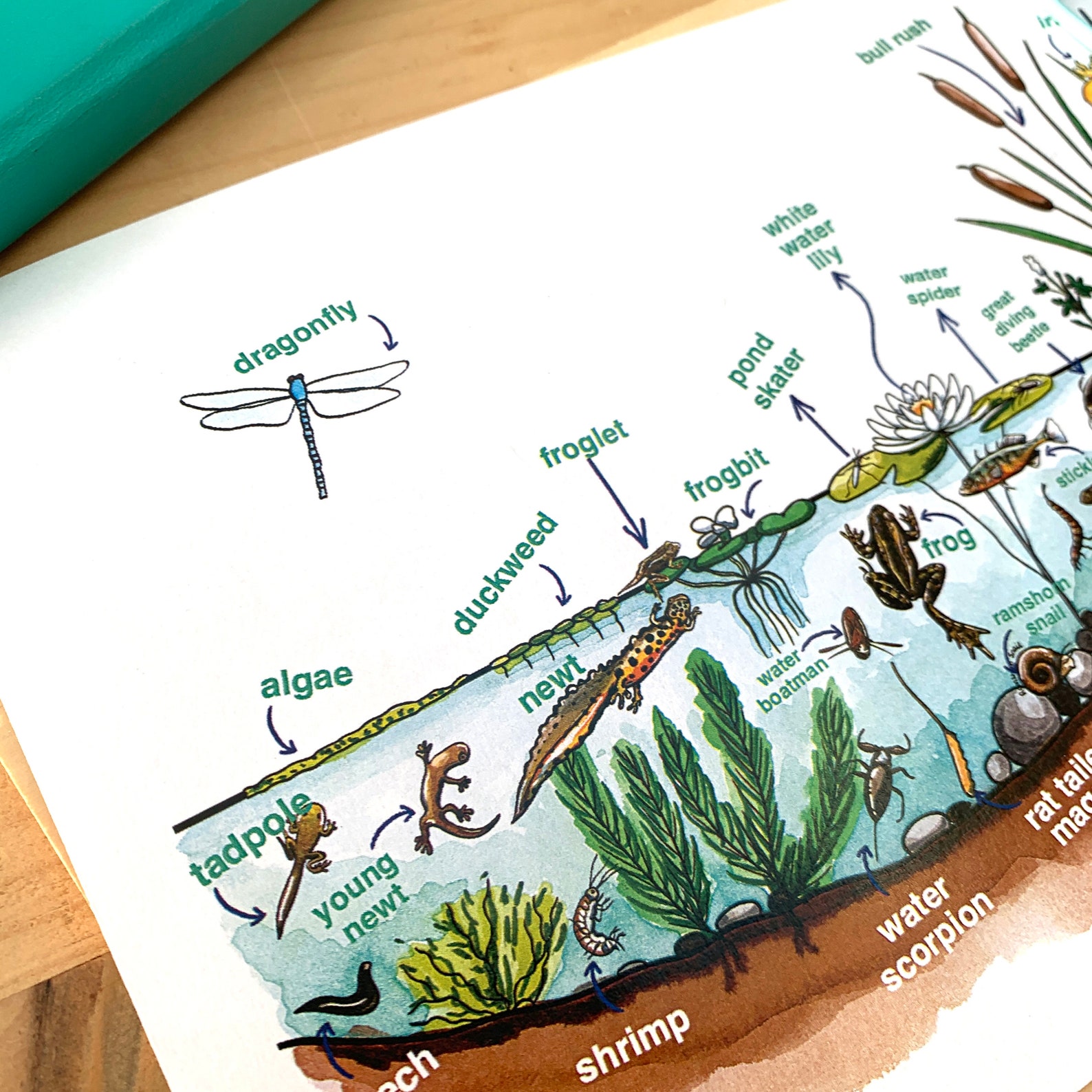 Pond Life Diagram Sheet - Educational Pond Printable - Etsy