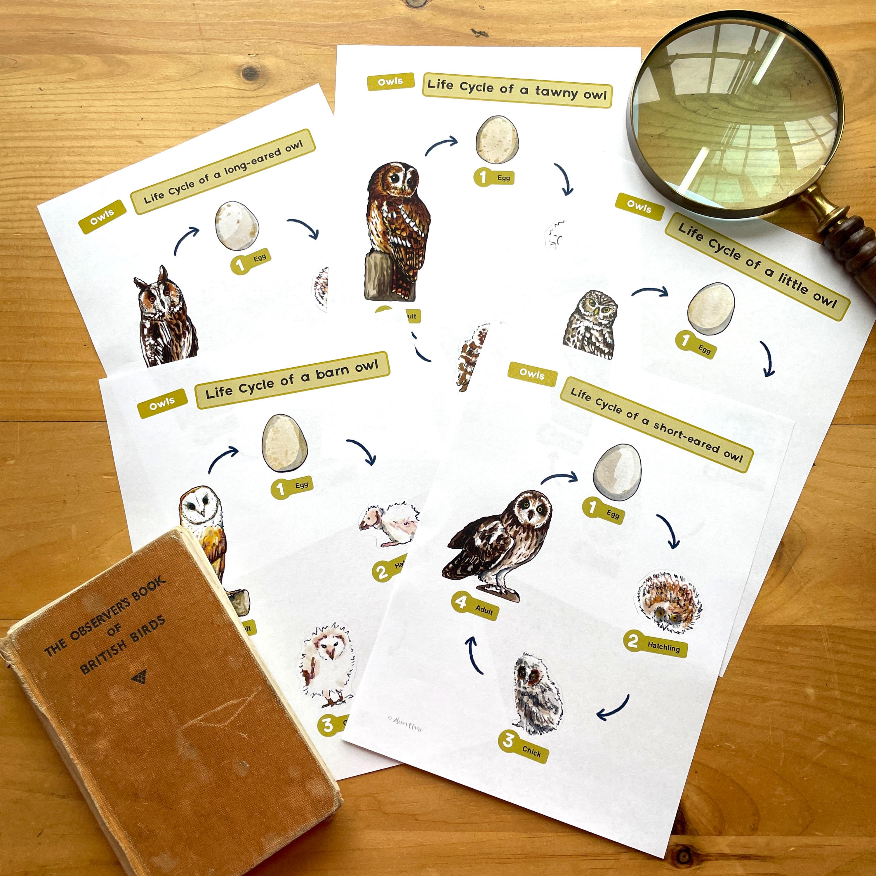 Owl Anatomy and Life Cycles Study Pack - Educational Printable - Home ...