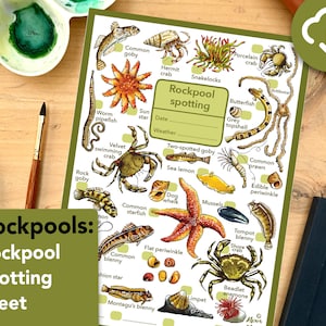Rockpooling Hunt Worksheet - Educational Wildlife Printable - Etsy