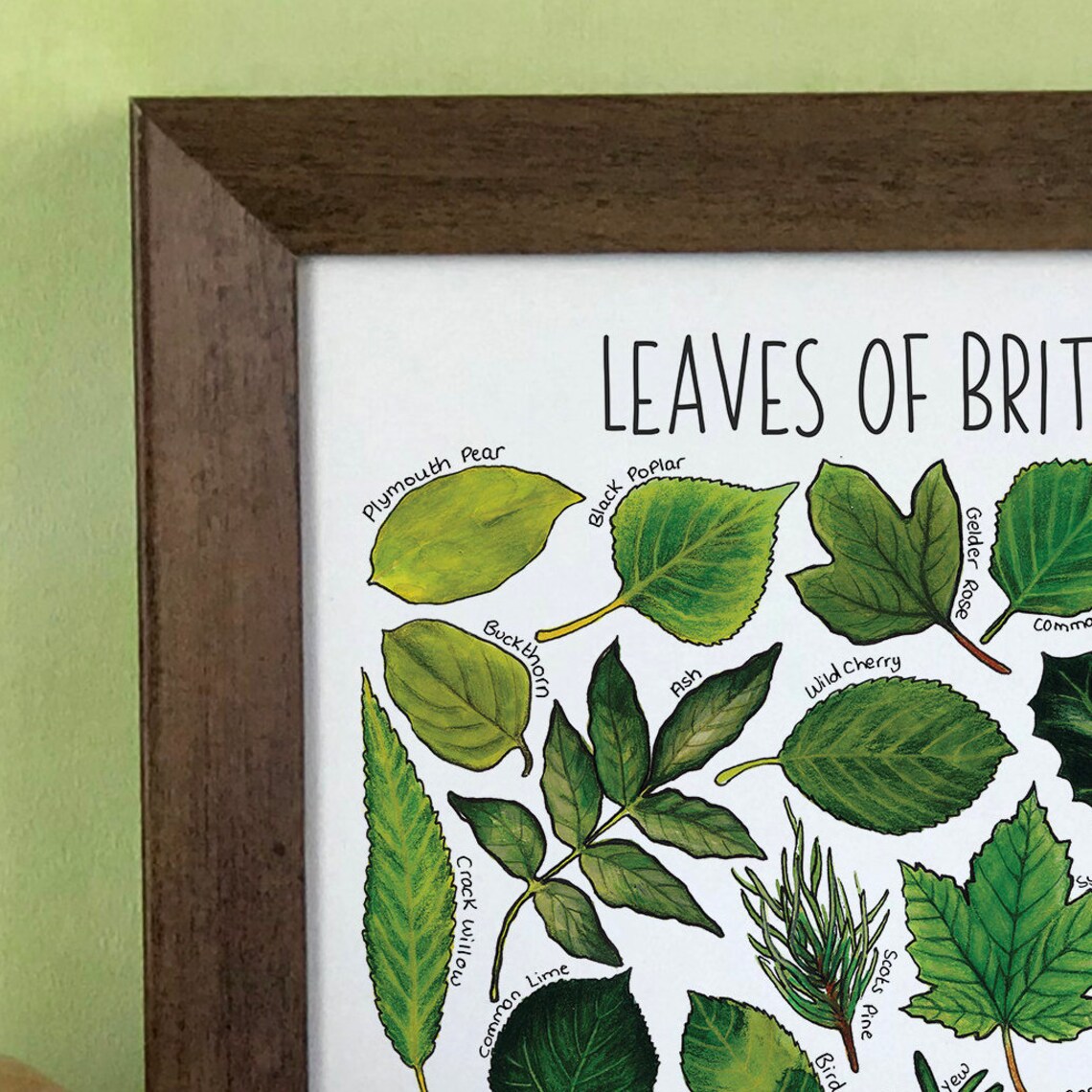 Leaves of Britain Print Trees Poster Nursery Print Wildlife - Etsy UK