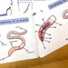 Worm Life Cycle Diagram - Educational Worm Anatomy Printable - Etsy UK