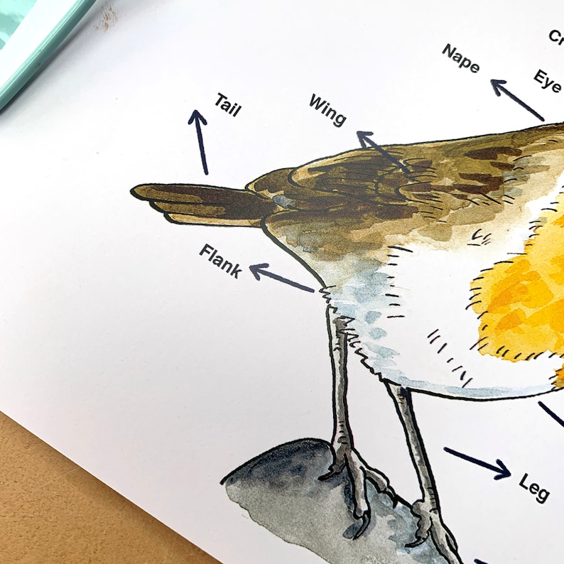 Robin Anatomy Diagram - Educational Birds Species Printable - Etsy