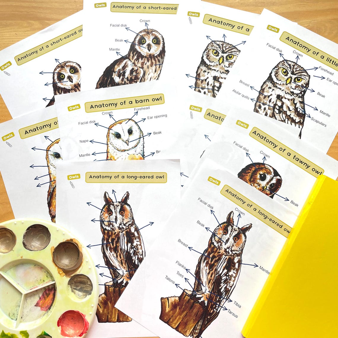 Owl Anatomy and Life Cycles Study Pack - Educational Printable - Home ...